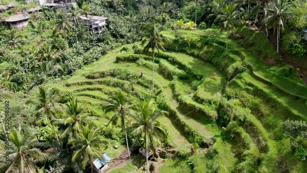 Iconic vibrant paddy terrace and small buildings in Bali, aerial view ...
