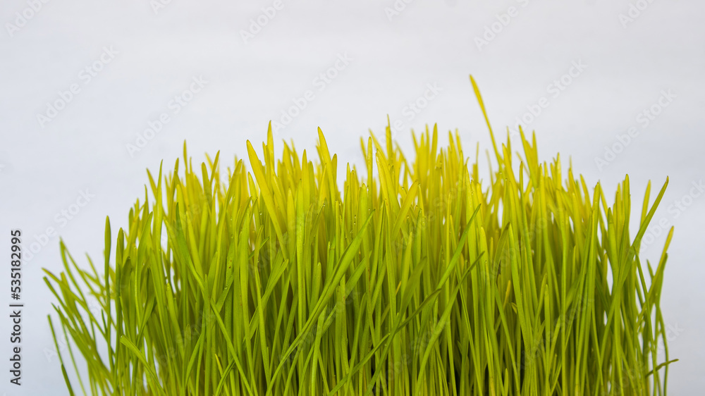 Picture of beautiful barley grass (jamara) in local Nepali Language in ...