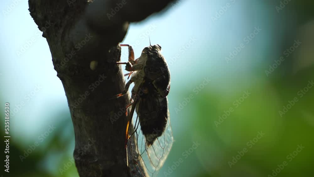 A cicada sits on a fig tree on summer, closeup shot. Singing loudly to ...