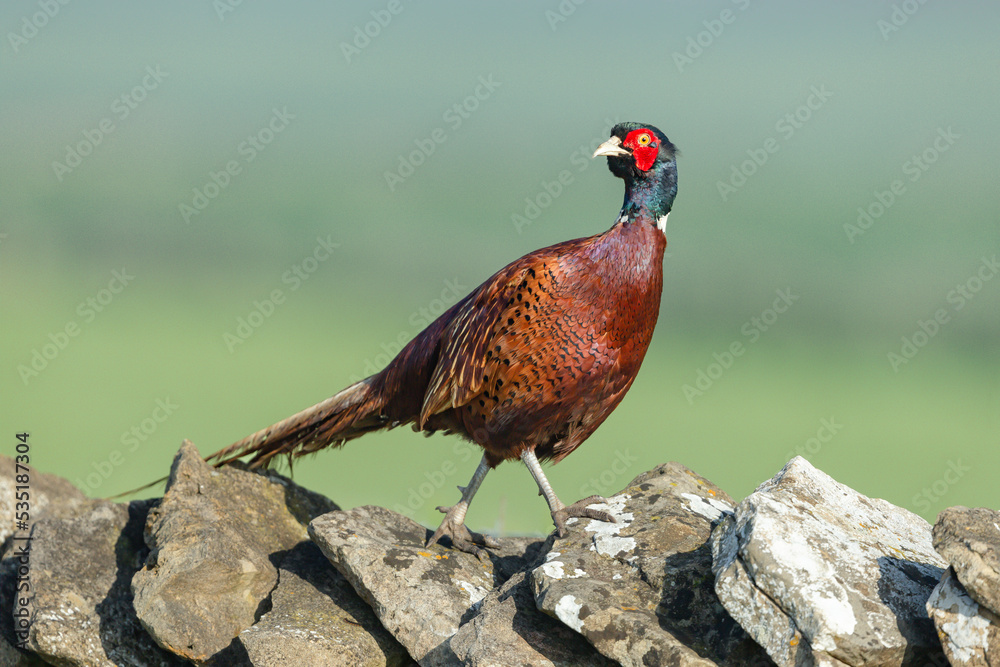 Close-up of a colourful male, ring-necked pheasant strutting along a drystone wall and looking ...