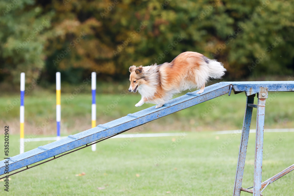 Working shetlans sheepdog breed dog running agility obstacle dog walk ...