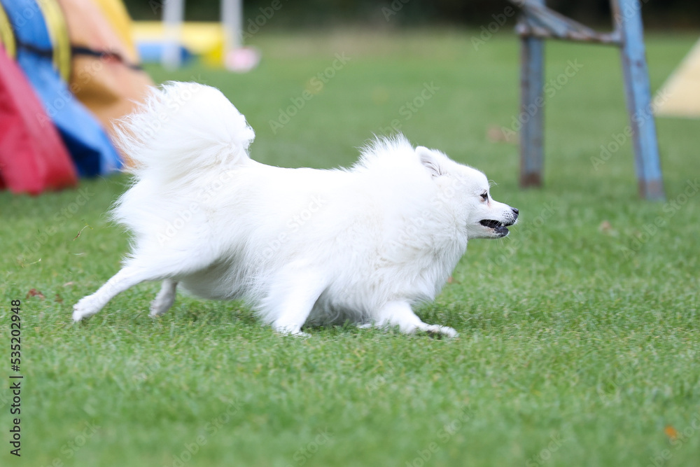 Smiling white japanese small spitz running dog agility course during ...