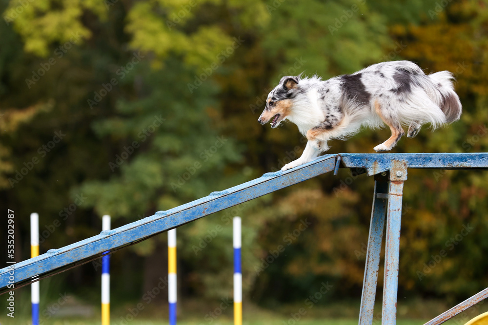 Working shetlans sheepdog breed dog running agility obstacle dog walk ...