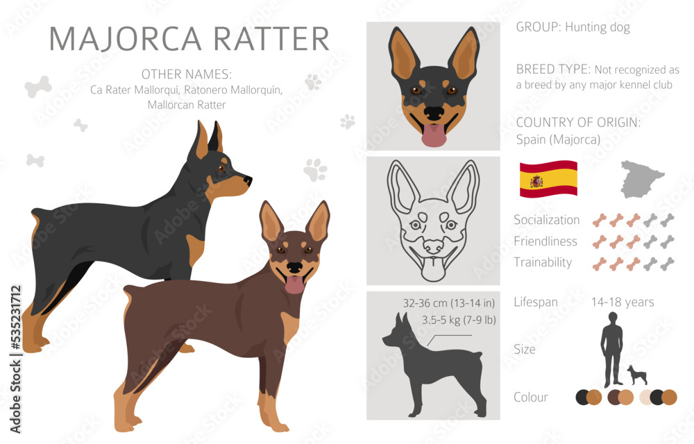 Majorca Ratter clipart. All coat colors set. All dog breeds ...