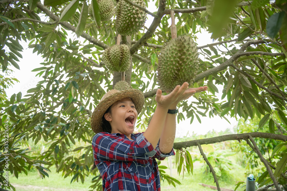 Happy teenager asian woman farmer holding durian in durian plantation ...