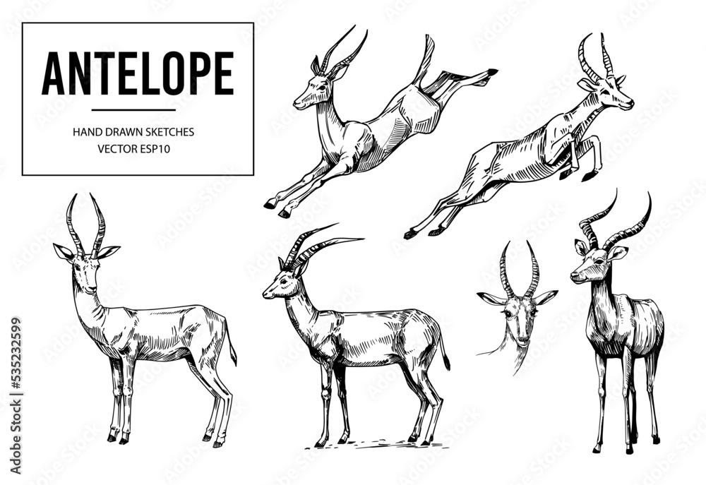 Poster Antelopes set, gazelle, springbock, hand drawn vector sketch ...