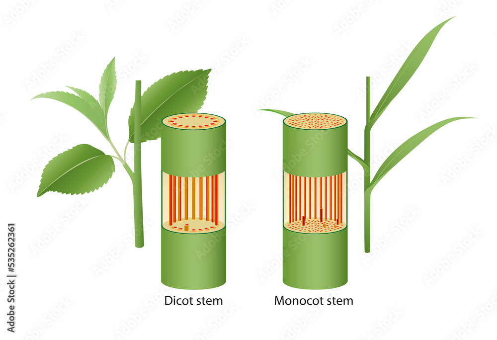 Internal structure of dicot and monocot stem Stock Illustration | Adobe ...
