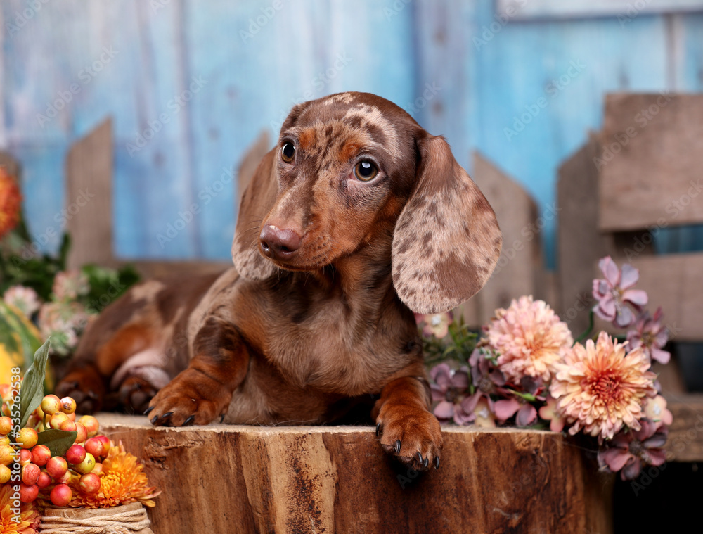 Dog dachshund puppy , dog brovn tan merle color, portrait Stock Photo ...