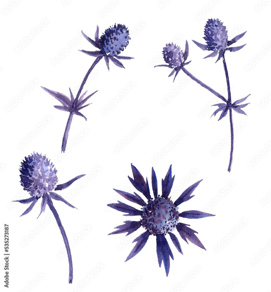 watercolor drawing sea holly plant, eryngium isolated at white ...