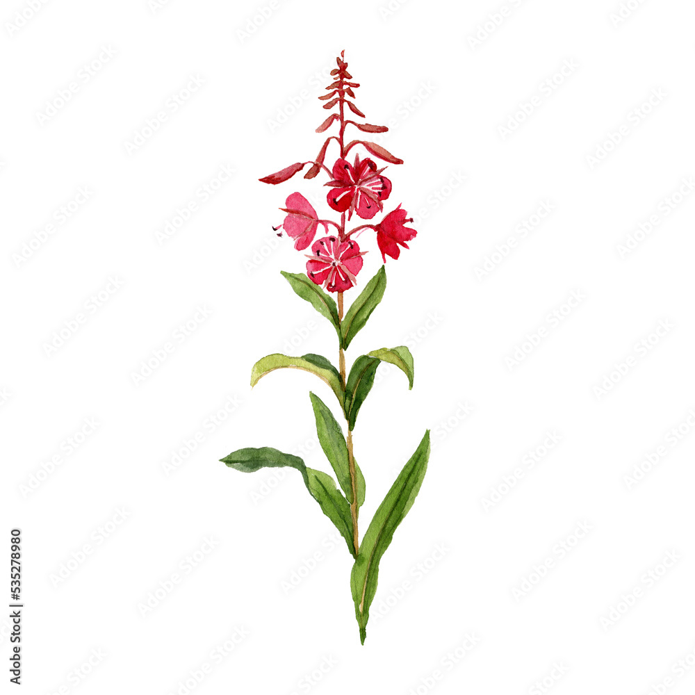 watercolor flower of fireweed, rosebay willowherb, Chamaenerion ...
