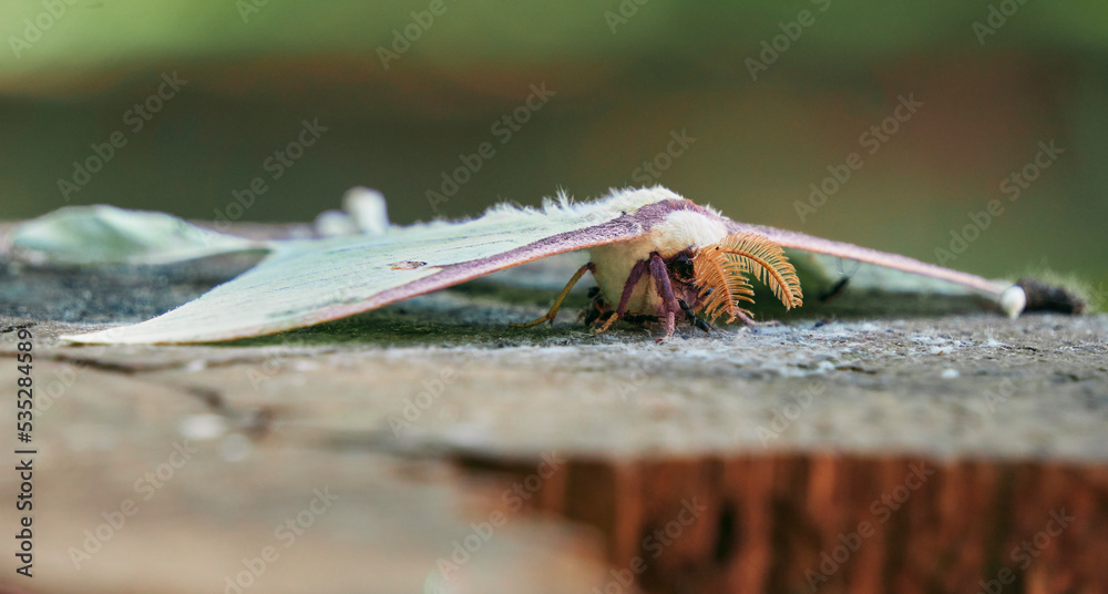 Dead North American Luna Moth And Ants on A Stump Stock Photo | Adobe Stock