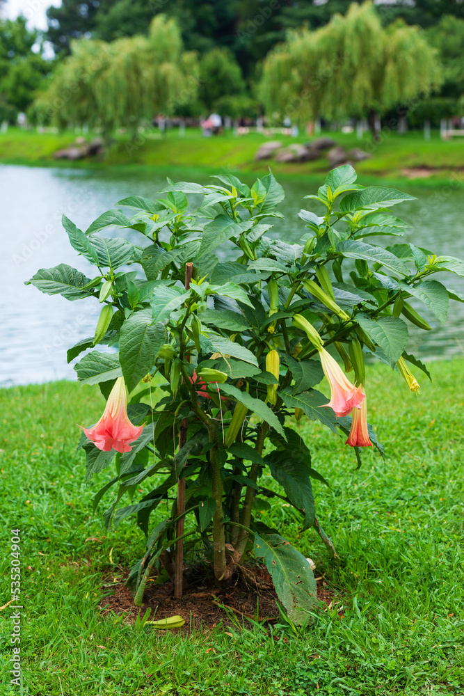 Tropical flower Brugmansia Candida Grand Marnier. Brugmansia versicolor ...