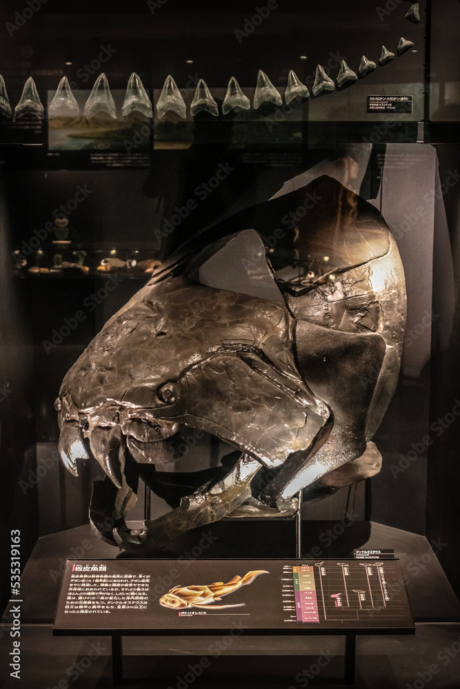 Tokyo, Japan - April 29 2017: Dunkleosteus armored head fossil at ...