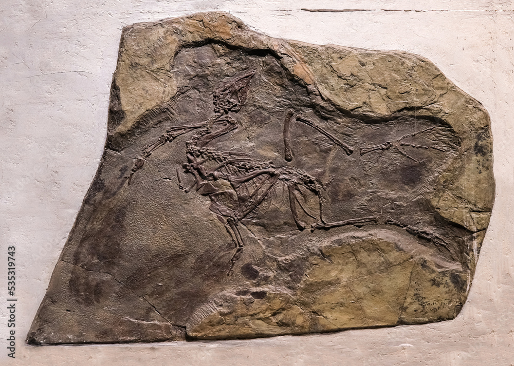 Shanghai, China - April 13 2018: fossil of Yixianornis at Shanghai ...