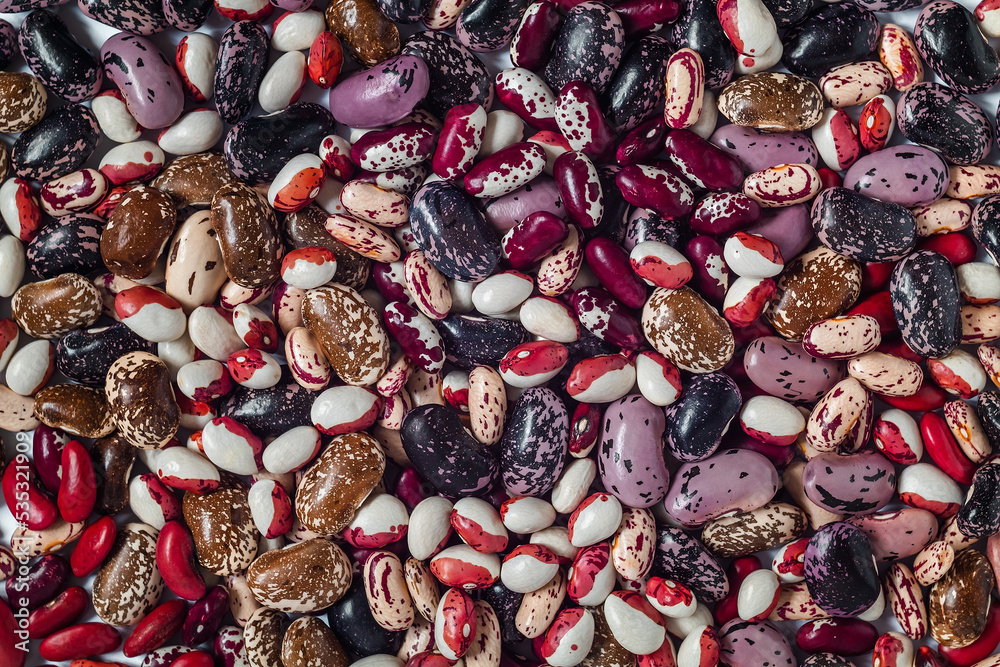 The collection of different beans ( scarlet runner, anasazi, kidney ...