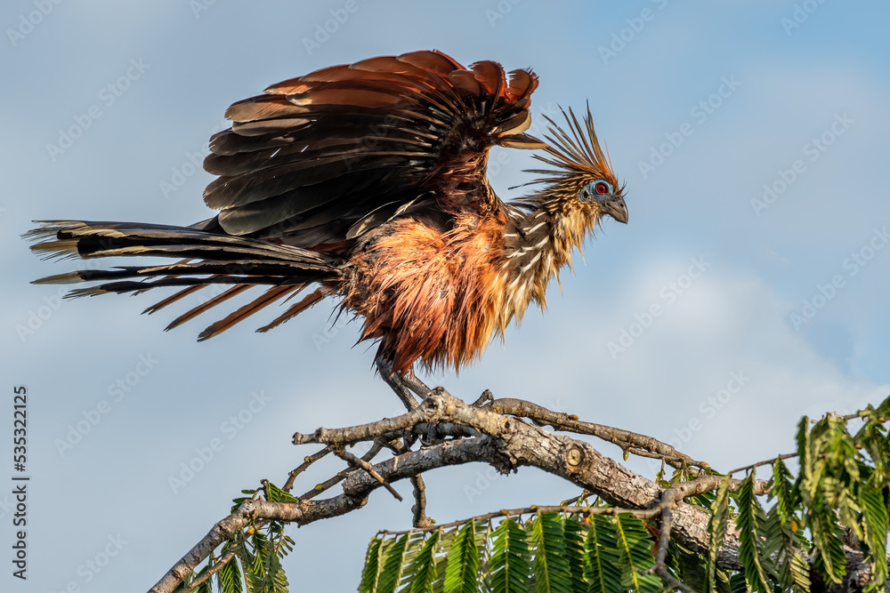 Hoatzin (Opisthocomus hoazin), endemic bird of the Amazon Region ...