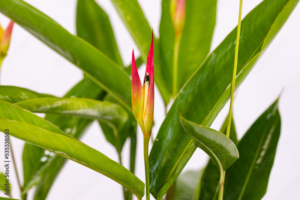 Heliconia psittacorum (parrot's beak, parakeet flower, parrot's flower ...