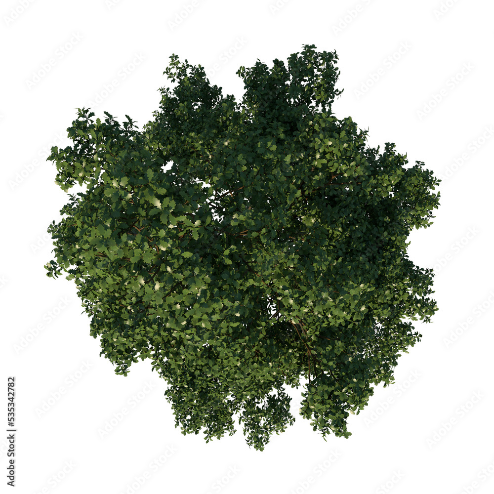 Top view tree plant ( Adolescent Common Oak tree 1 ) png Stock Photo ...