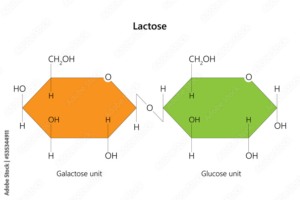Lactose is a disaccharide sugar. Vector illustration. Stock Vector ...