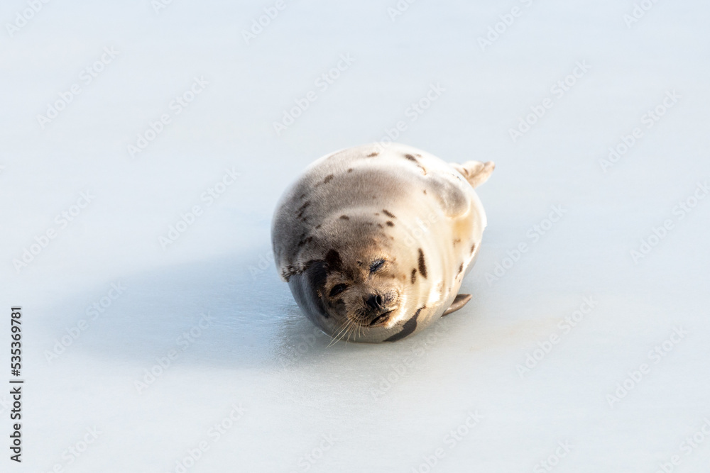 A small wild harbour harp seal pup laying on cold frozen ice in the ...