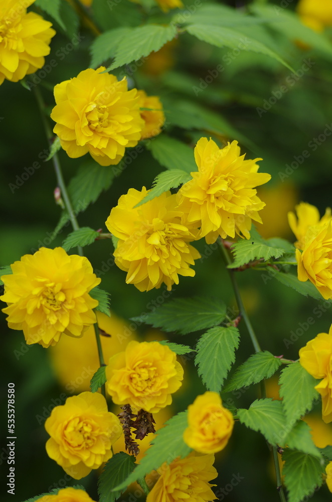 Yamabuki double blossom (Kerria japonica), Deciduous shrub in the ...