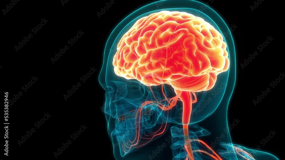 Central Organ of Human Nervous System Brain Anatomy Animation Concept ...