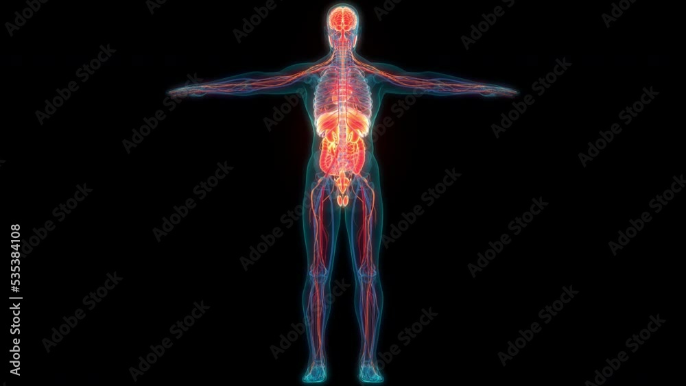 Human Internal Organs Anatomy Animation Concept Stock Video | Adobe Stock