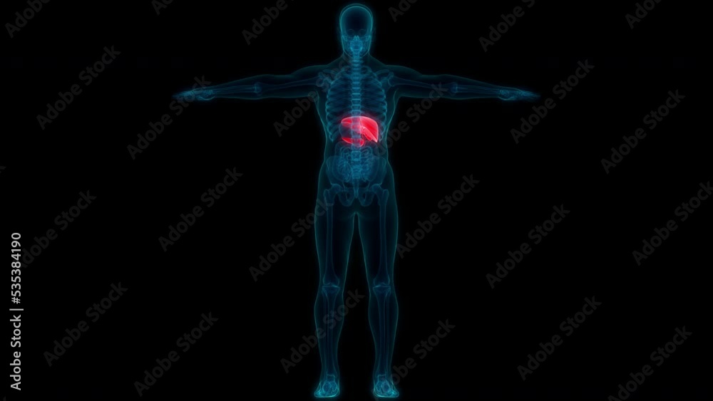 Human Internal Digestive Organ Liver Anatomy Animation Concept Stock ...