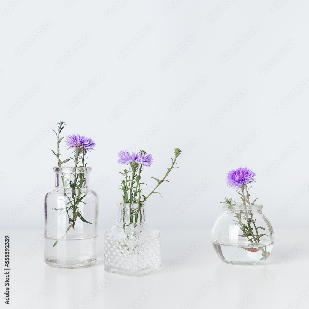 Minimal floral composition, violet flower bushy aster in glass vases ...