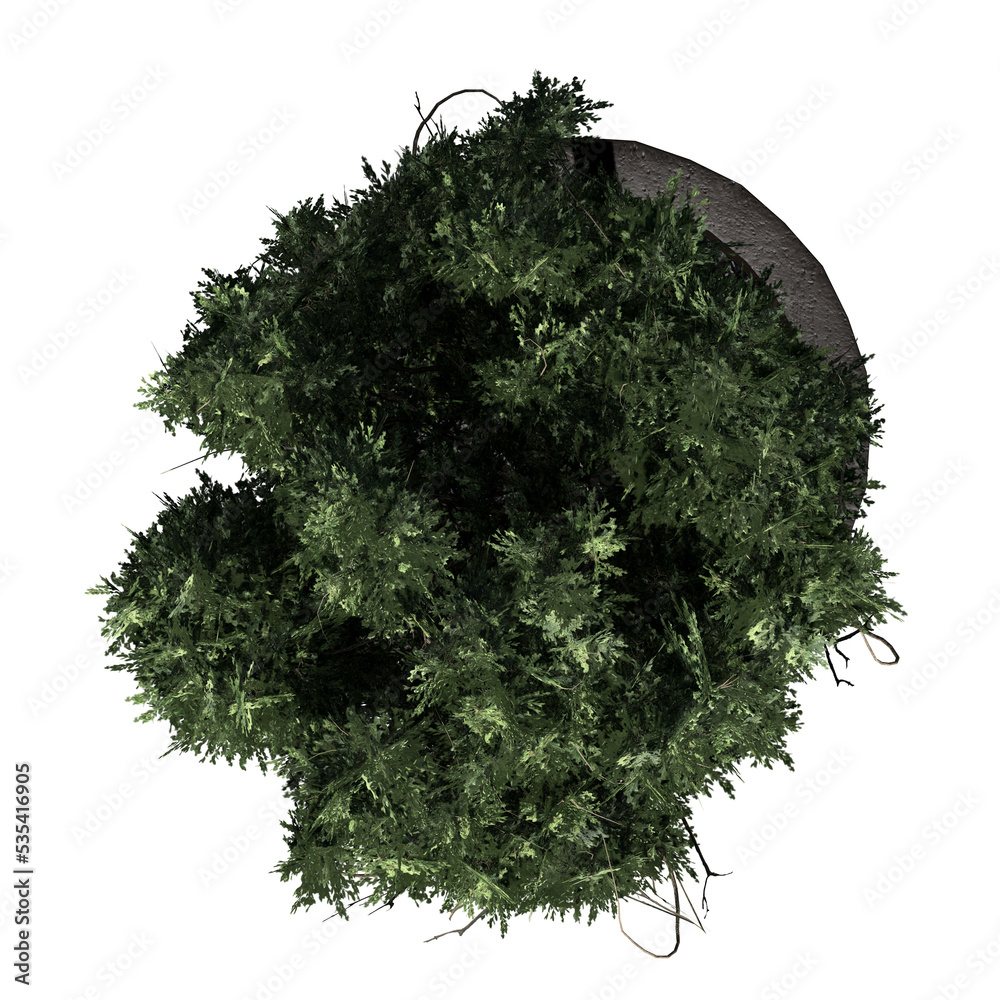 American Boxwood Topiary Plant - Top View Stock Photo | Adobe Stock