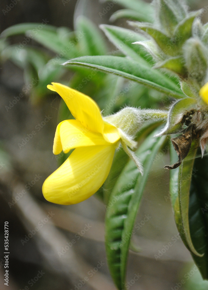 Honeybush flower fully blooms look mesmerizing at Barsay forest area in ...
