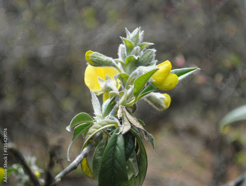 Honeybush flower fully blooms look mesmerizing at Barsay forest area in ...