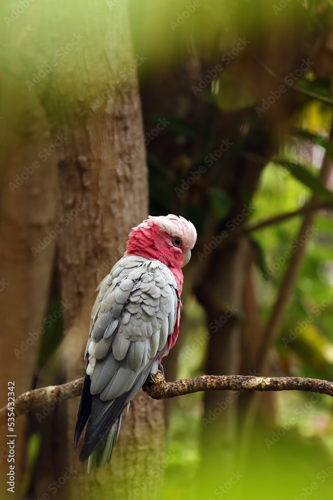 The galah (Eolophus roseicapilla), also known as the pink and gray ...