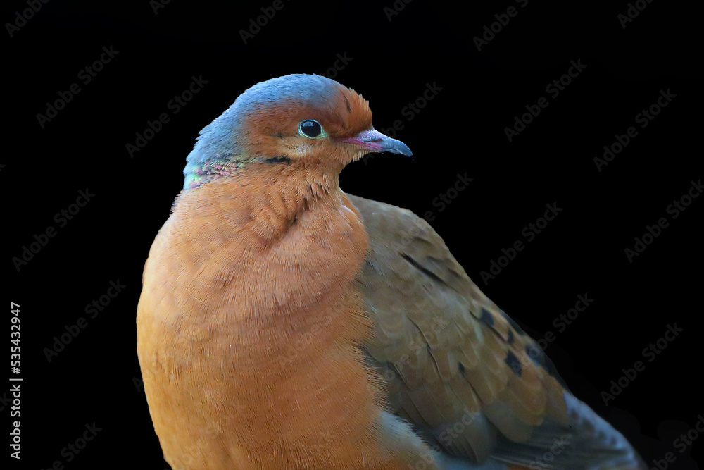 The Socorro dove (Zenaida graysoni) is a dove that is extinct in the ...