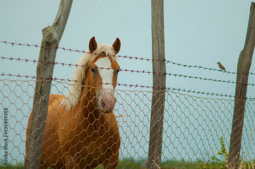 Cavallo e passeo sul filo spinato Stock Photo | Adobe Stock