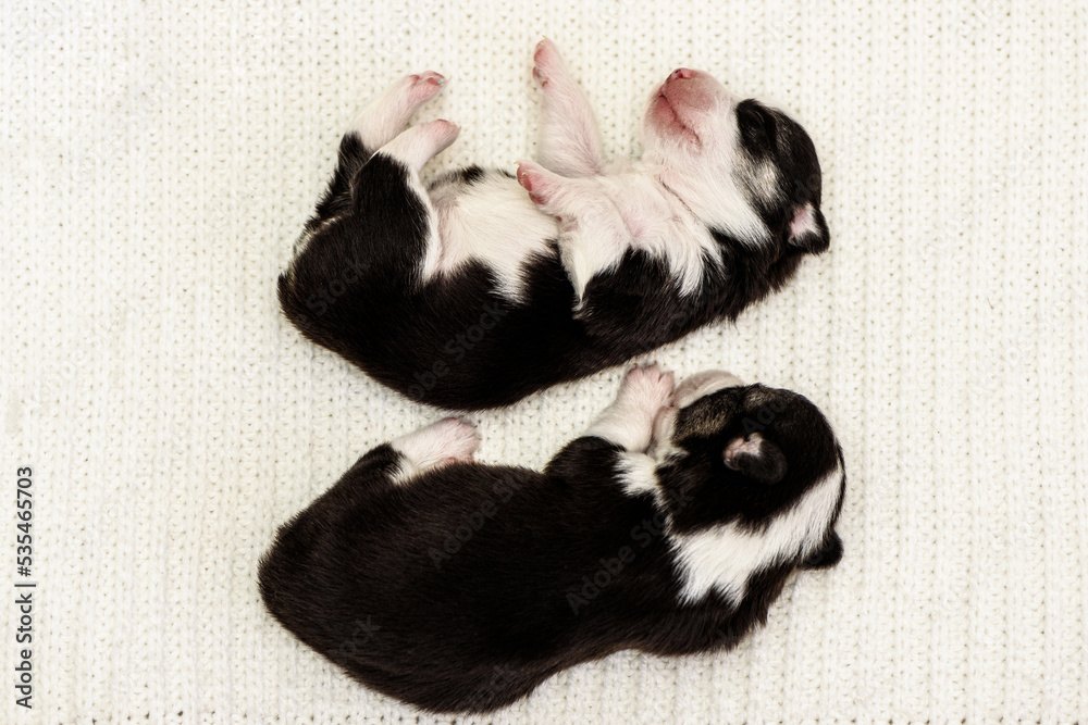 Cute Pembroke Welsh Corgi puppies enjoy sleeping on soft white blanket ...
