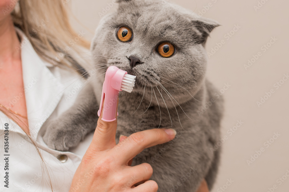 female veterinarian hands hold a toothbrush and brush the cat's teeth ...