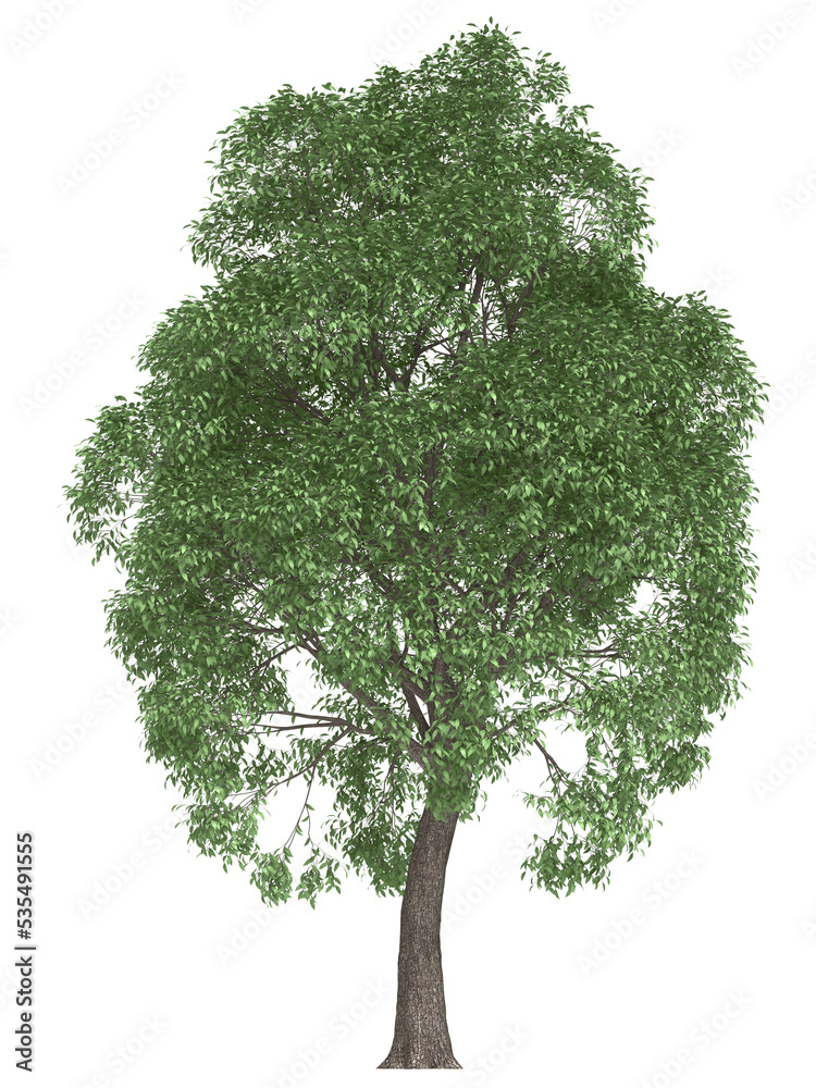 green summer tree isolated on transparent background. 3d render high ...