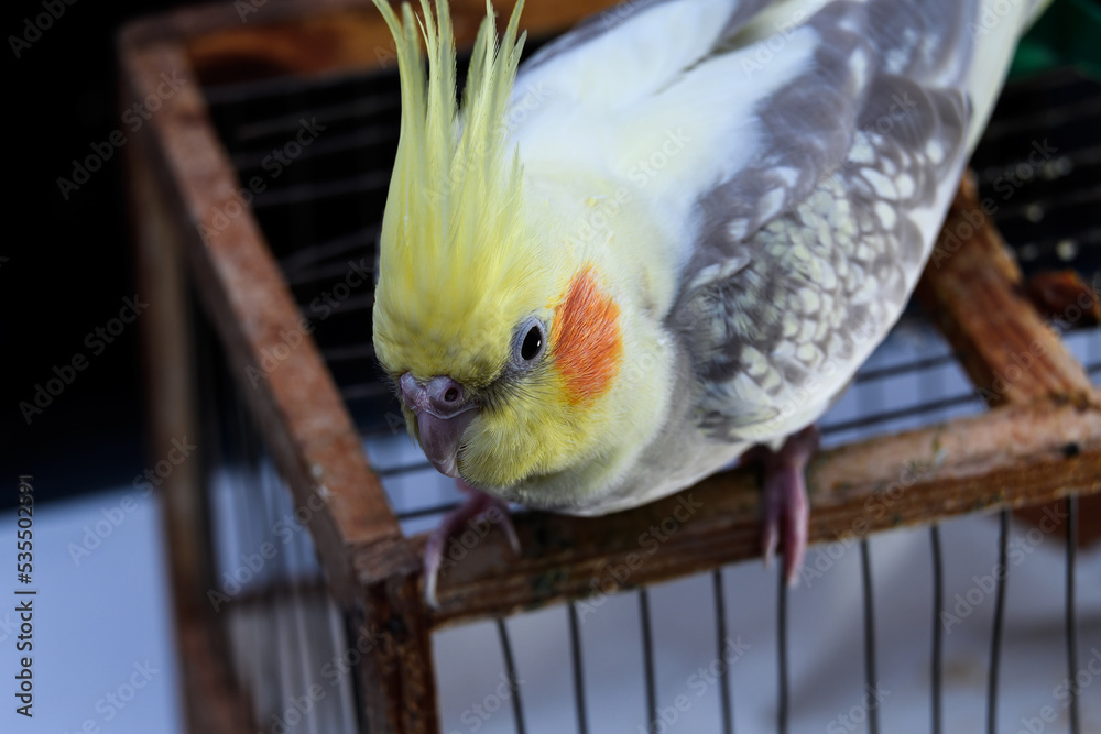 Cockatiel corella parrot portrait, Cute Curious Young Cockatiel Close ...