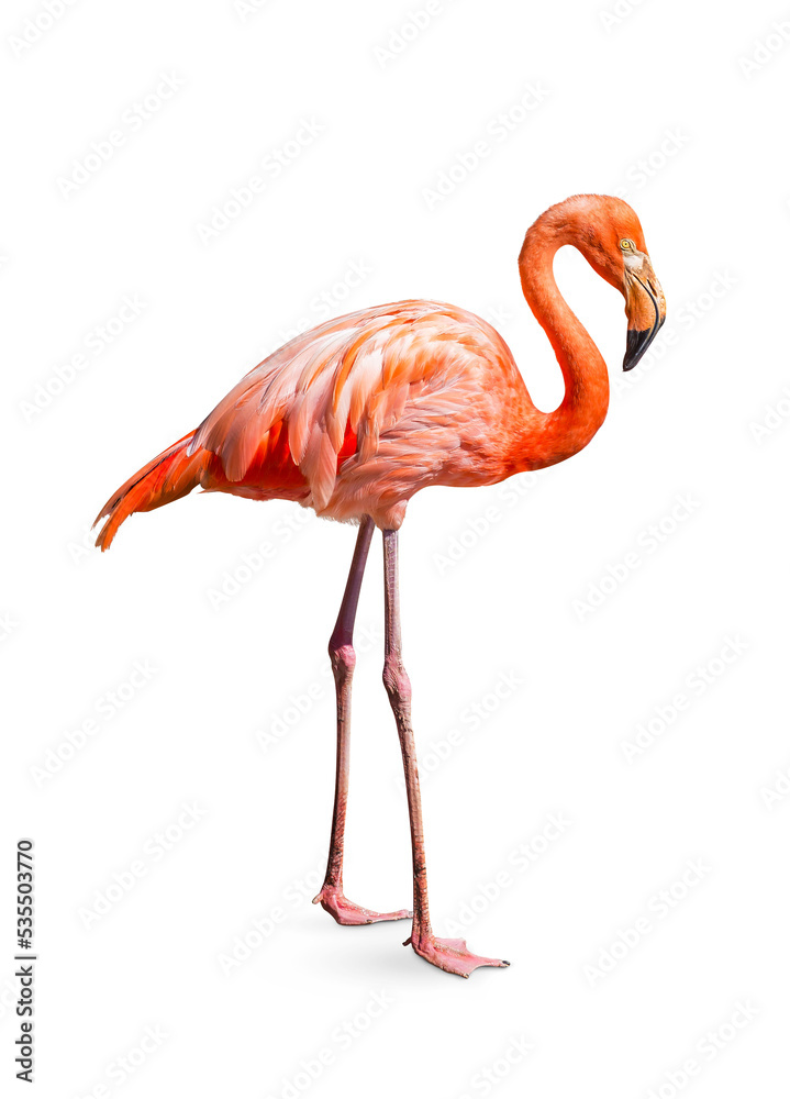 flamingo (Phoenicopterus ruber) Heart shape, neck curl and standing ...