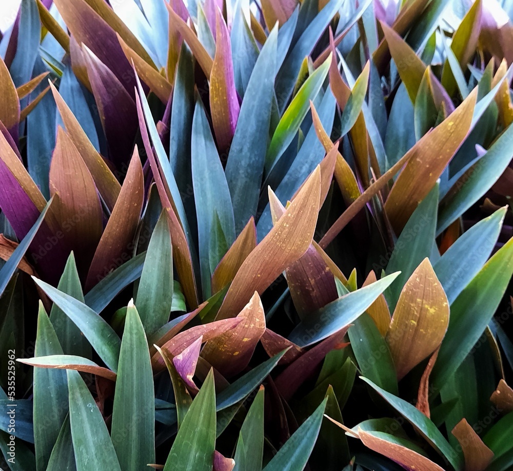 Foto de Tradescantia spathacea, the boatlily or Moses-in-the-cradle, is ...