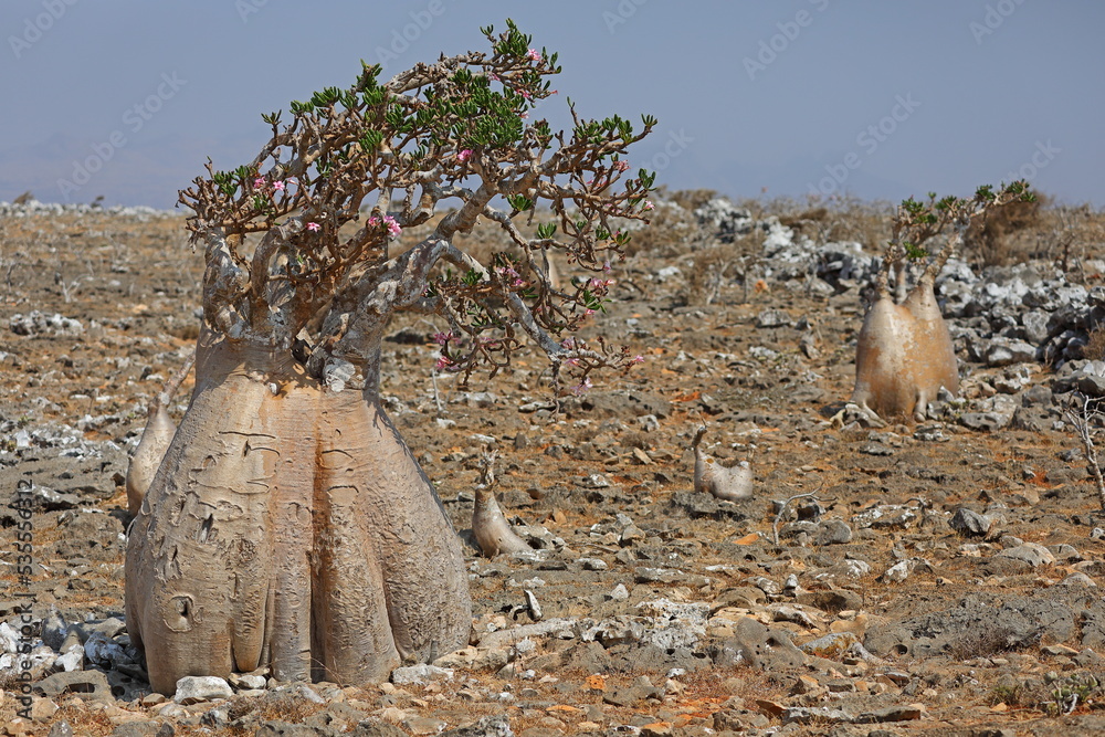 Bottle tree - adenium obesum - endemic tree of Socotra Island, Yemen ...