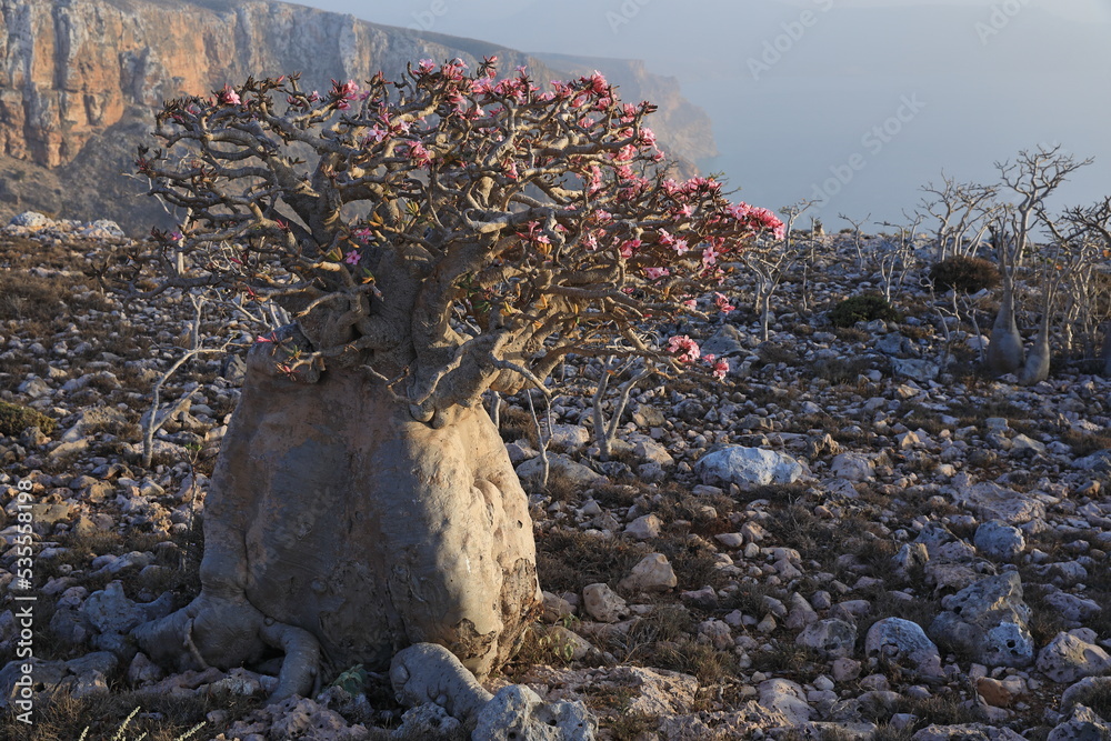 Poster Bottle tree in bloom - adenium obesum - endemic tree of Socotra ...