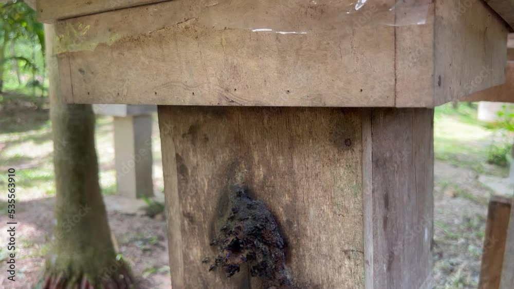 box for stingless bee cultivation galo-galo. Type Heterotrigona itama ...