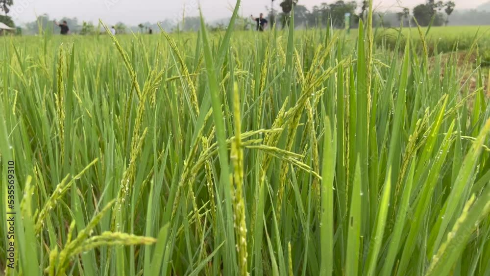 ear of rice swaying by wind in rice paddy. Hom Mali rice field located ...