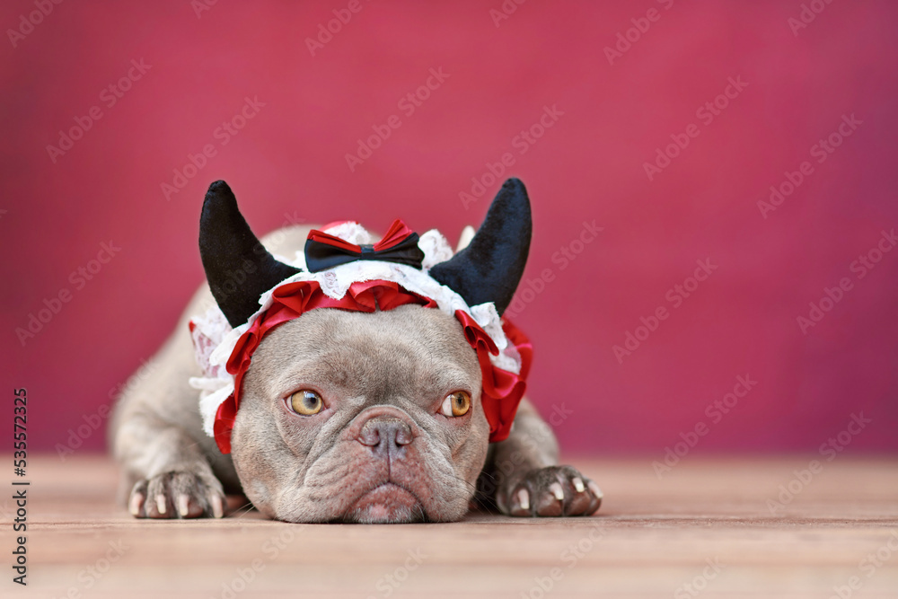 Cute French Bulldog dog wearing red devil horn headband with ribbon in ...