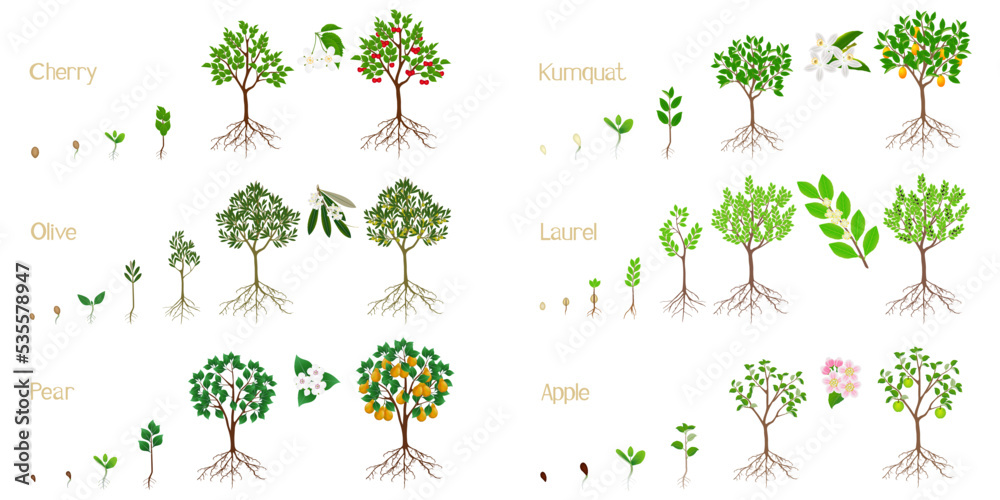 Set of growth cycles of fruit trees with roots on a white background ...