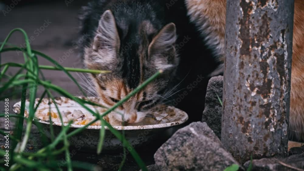 Homeless dirty kittens eat leftovers from a dirty plate on the street ...