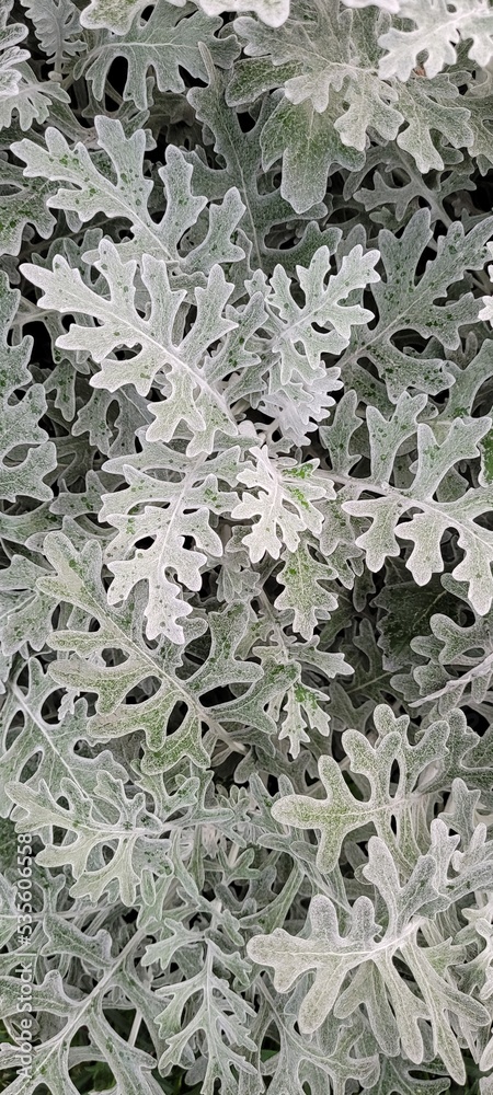 Jacobaea maritima. Yakobeya primorskaya. The cross is ashen. Aster semi ...