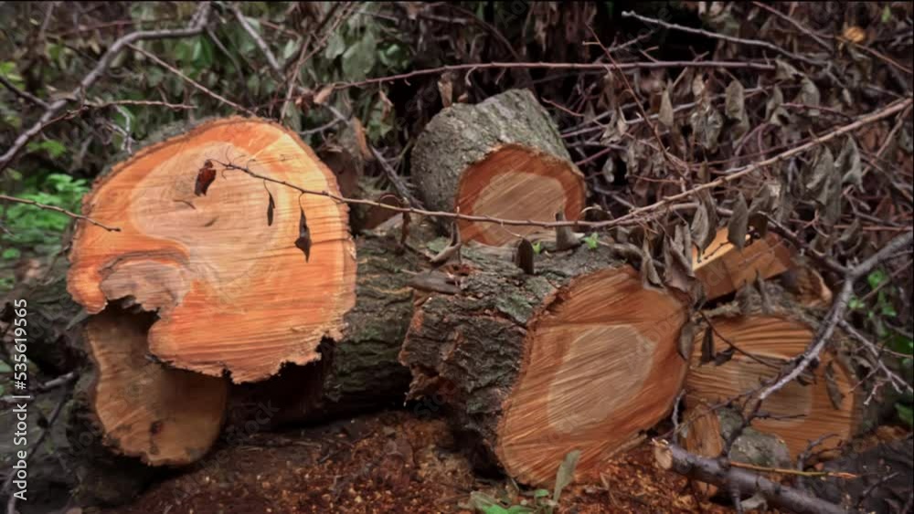Beautiful cut of a tree after a saw cut of a woodcutter's trunk. The ...